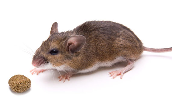 Vaccine-coated snacks prevents transmission of Lyme disease | Heat and ...